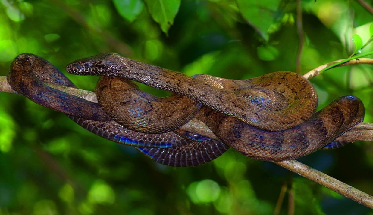 DRNA y RUM encaminan acuerdo para manejo de serpientes